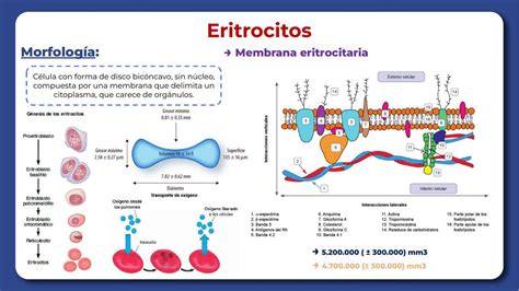 Histología Del Eritrocito Alejandro Udocz
