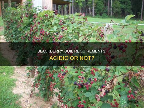 Blackberry Soil Requirements Acidic Or Not ShunCy