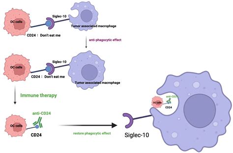 Frontiers The Biological Roles Of Cd24 In Ovarian Cancer Old Story But New Tales