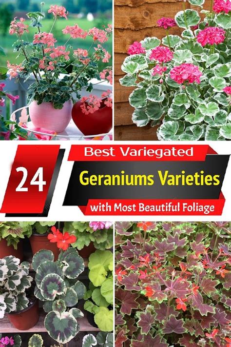 24 Best Geranium Varieties With Attractive Foliage Different
