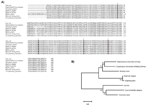 Multiple Sequence Alignment And Phylogenetic Analysis Of Aks A Download Scientific Diagram