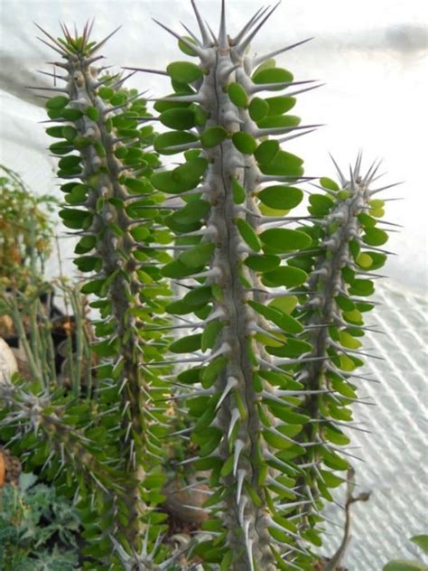Alluaudia Procera World Of Succulents