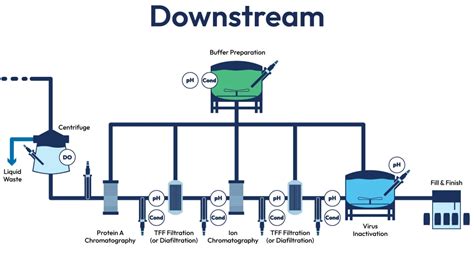 Downstream Processing Market Forecast 2024 2031 Insights By Industry Demand New Opportunities