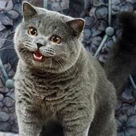 Stream Cs50 Music Listen To Songs Albums Playlists For Free On