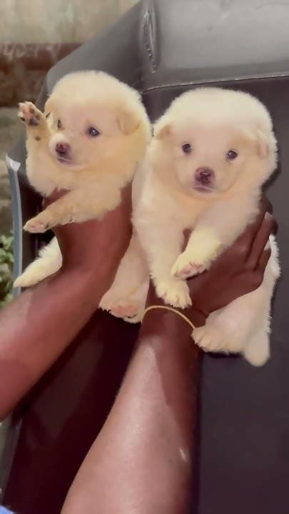 Pom Pappy Avhilabal 8928897140 Youtube