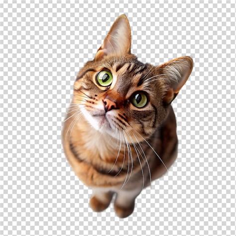 Feline Looking Up Images Free Download On Freepik