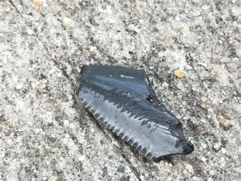 Charleston Fossil Adventures Llc Finds Virtual Museum Of Geology