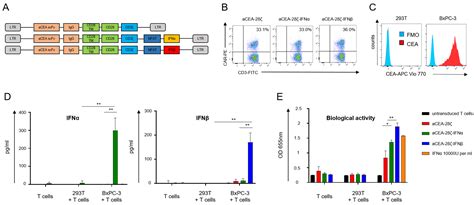 Car Triggered Release Of Type 1 Interferon Limits Car T Cell Activities