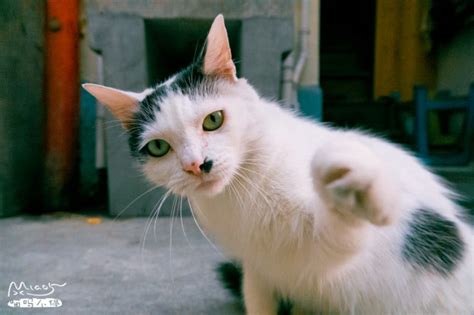 这只媒婆猫脾气大得咧我一靠近就被挠据说只爱阿婆一个人