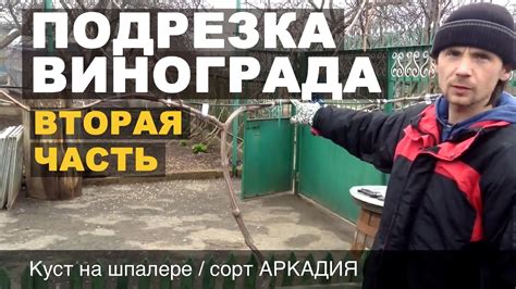 Подрезаем виноград. Сорта КАДАРКА, ГАЯР, РКАЦИТЕЛИ, КЕША, АРКАДИЯ ...