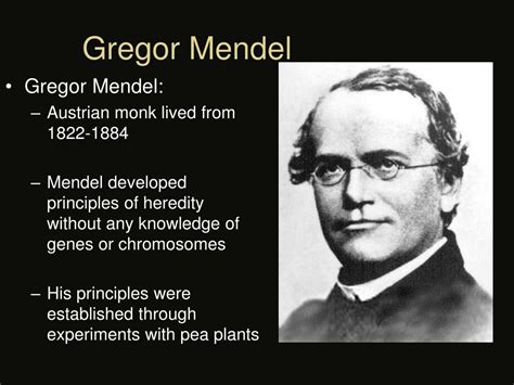 PPT Gregor Mendel S Genetics Terms And Laws PowerPoint Presentation Free Download ID