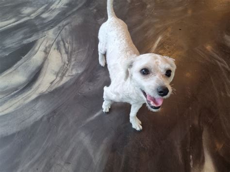 비숑프리제 숑숑 포메라니안키우는방법 말티즈키우는방법 말티푸키우는방법 푸들키우는방법 먼치킨키우는방법 랙돌키우는방법 브리티쉬숏헤어키우는방법 스코티쉬폴드키우는방법 러시안블루키우는