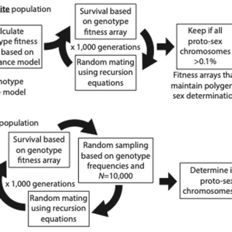 Smoothed Histograms Show The Frequency Of Each Proto Sex Chromosome Y