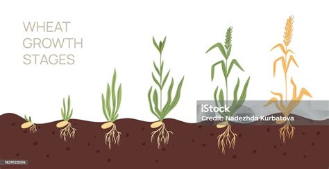 Wheat Growth Stages Agricultural Plant Growing From Seeds To Rye Ears Sprout And Spikelet Grain