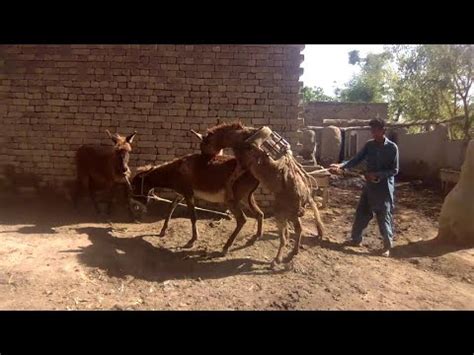 Sex Between Donkeys Meeting YouTube