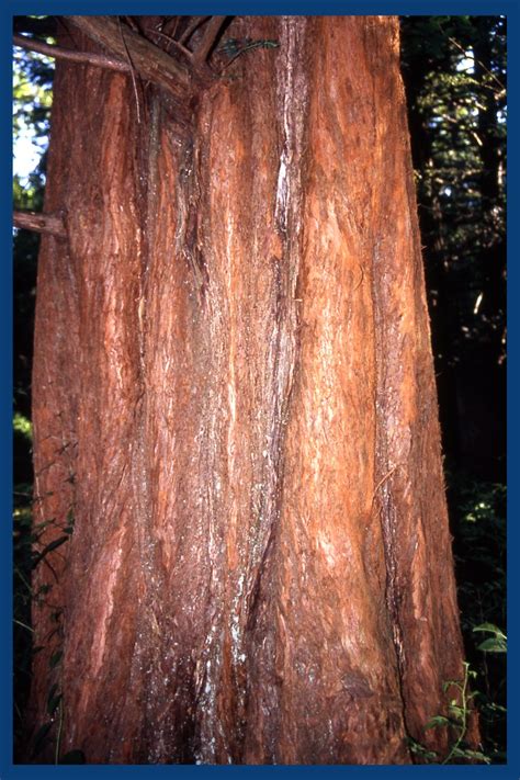 Bald Cypress Vs Dawn Redwood Bark