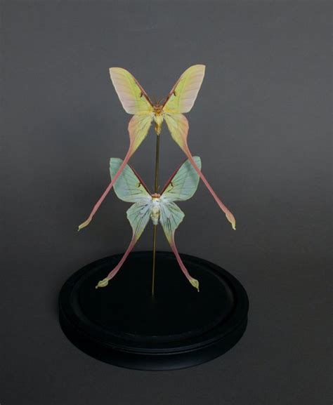 Insects Taxidermy Full Body Mount Actias Dubernardi 28 Cm 18 Cm 18 Cm Non Cites