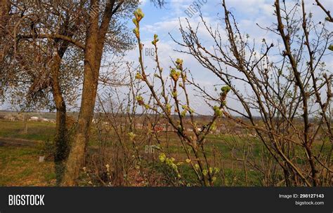 Spring Buds On Tree Image Photo Free Trial Bigstock