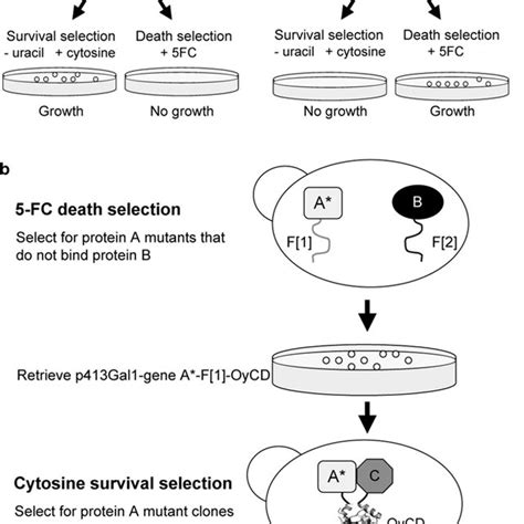 Conceptual Basis Of Protein Fragment Complementation Assays The