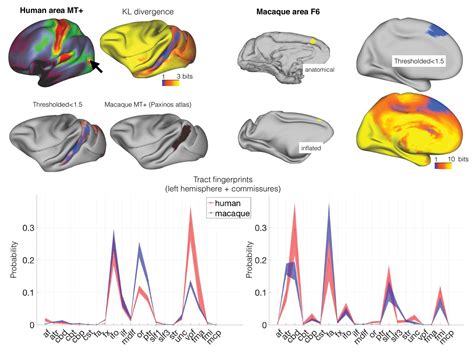 Figures And Data In Whole Brain Comparative Anatomy Using Connectivity