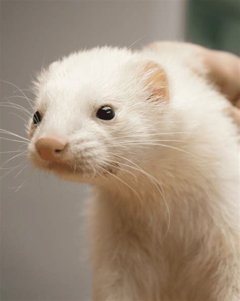 Types Of Ferret Animal Corner