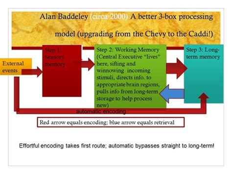 Module 31 Cognition Flashcards Quizlet Module 31 Cognition Flashcards Quizlet