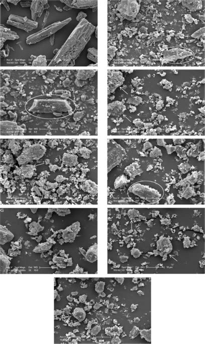 Sem Images Showing The Morphology Of The Mannitol Powders A F0