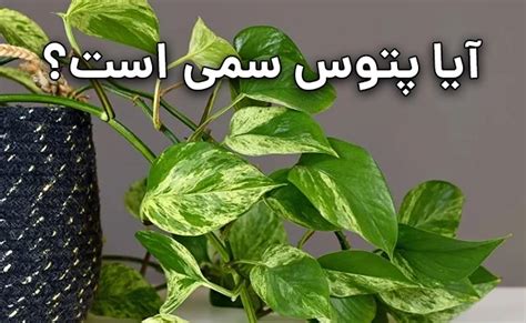 آیا گل پتوس سمی است؟ بررسی خطرات و راهکار های پیشگیری
