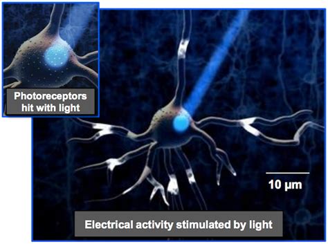 Optogenetics Applications At Evie Wynyard Blog