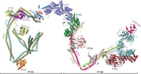 Researchers Reveal The Structure Of The Ift B Complex Which Is Essential For Formation Of The