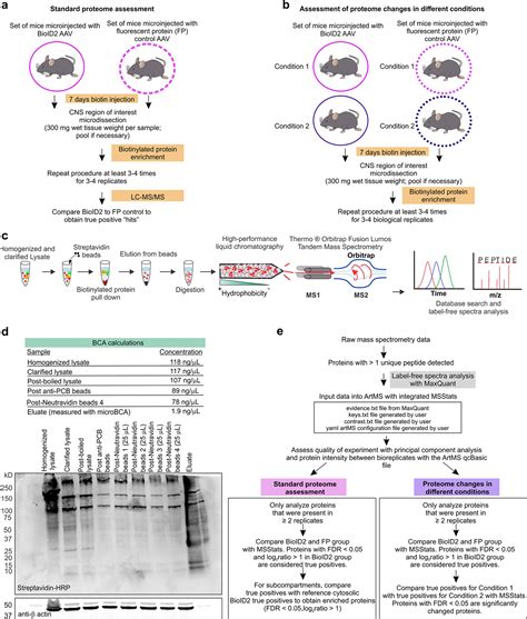 In Vivo Identification Of Astrocyte And Neuron Subproteomes By