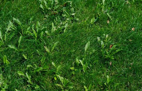Five Things You Need To Know About Pre Emergent Weed Control Canopy