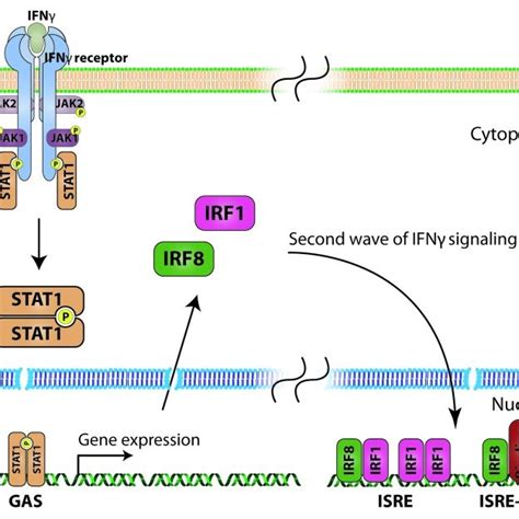 Ifnγ Signaling Upon Ligation Two Ifngr1 And Two Ifngr2 Chains Create