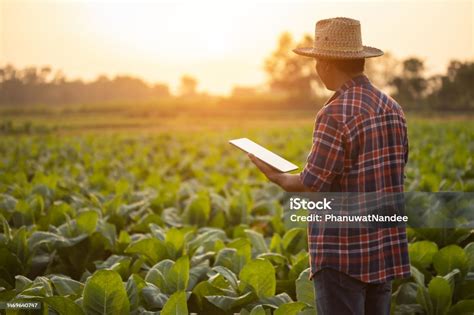 담배 밭에서 일하는 농부 인간은 재배 후 담배 공장을 관리 계획 또는 분석하기 위해 디지털 태블릿을 조사하고 사용하고 있습니다