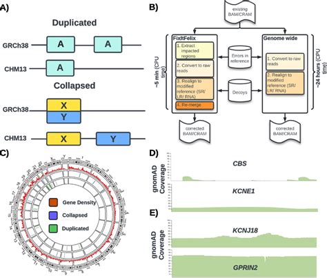 Falsely Duplicated And Collapsed Regions Of Grch38 Reference A Cartoon