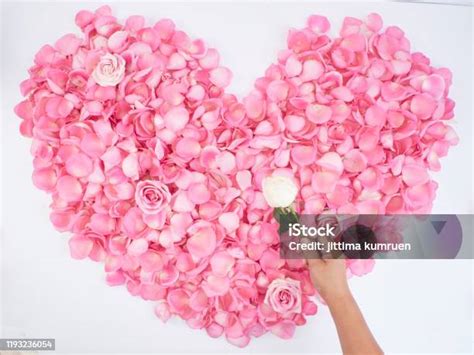 발렌타인 데이에 분홍색 장미 꽃잎과 손으로 들고 흰색 장미로 만든 심장 기호 해피 어머니의 날 2명에 대한 스톡 사진 및 기타 이미지 Istock