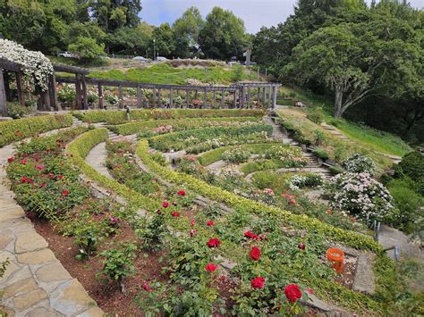 Berkeley Rose Garden 2026 Best Of Tiktok Instagram And Reddit Travel