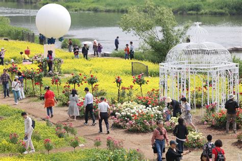 포토타임 만개한 장미향에 흠뻑2023 서울장미축제 열려 중앙일보