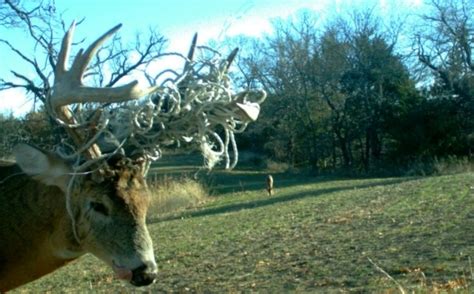 What Does A 100 Inch Deer Look Like The Deer Hunting