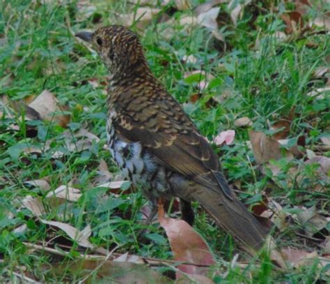 Thrush Identification Birds In Backyards