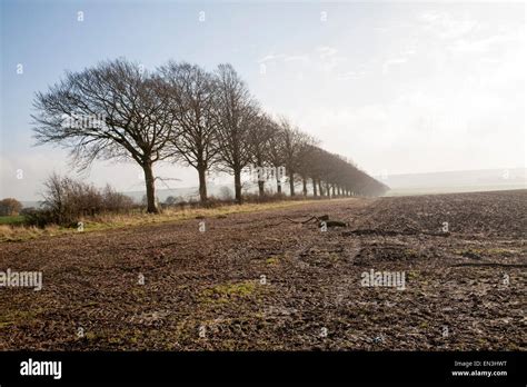 Line Of Trees On A Field Boundary Hi Res Stock Photography And Images Alamy