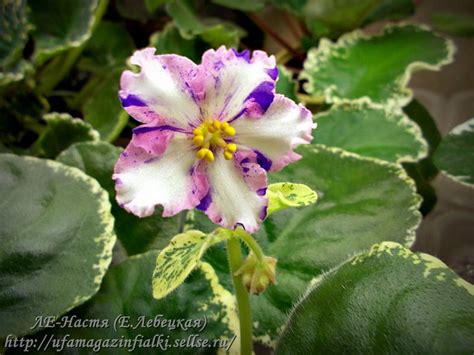 Фиалка Настя Фото И Описание – Telegraph