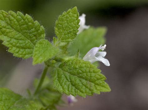 Tips For Growing Lemon Balm Indoors