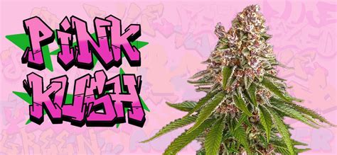 Pink Kush Strain 🌸🍀 Review And Information Cannabis Md 2025