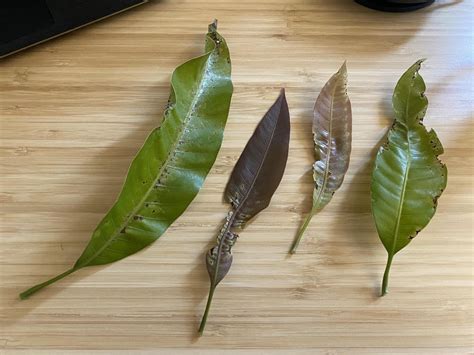 Mango Diseasepest Rtropicalfruit