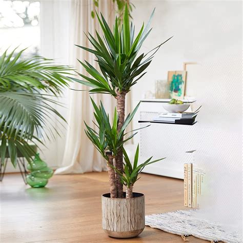Yucca Elephantipes Large Indoor House Plant Artofit