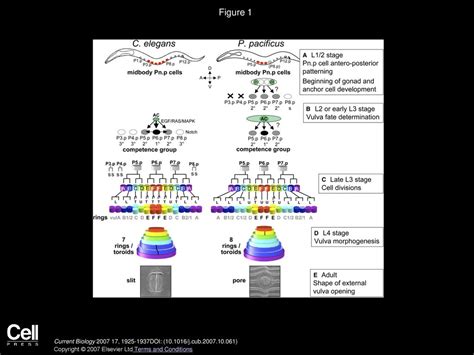 Volume Issue Pages November Ppt Download