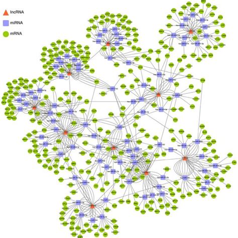 Interaction Network Of Lncrna Mirna Mrna In Patients With Invasive Download Scientific Diagram