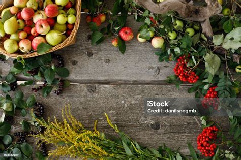 가을 과일 사과와 배 나무 배경의 프레임입니다 공간을 복사합니다 수확 개념입니다 가을에 대한 스톡 사진 및 기타 이미지 가을 갈색 개체 그룹 Istock