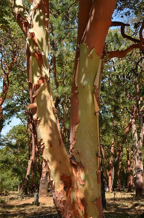 Madrona Tree Photograph By Chuck Overton Fine Art America
